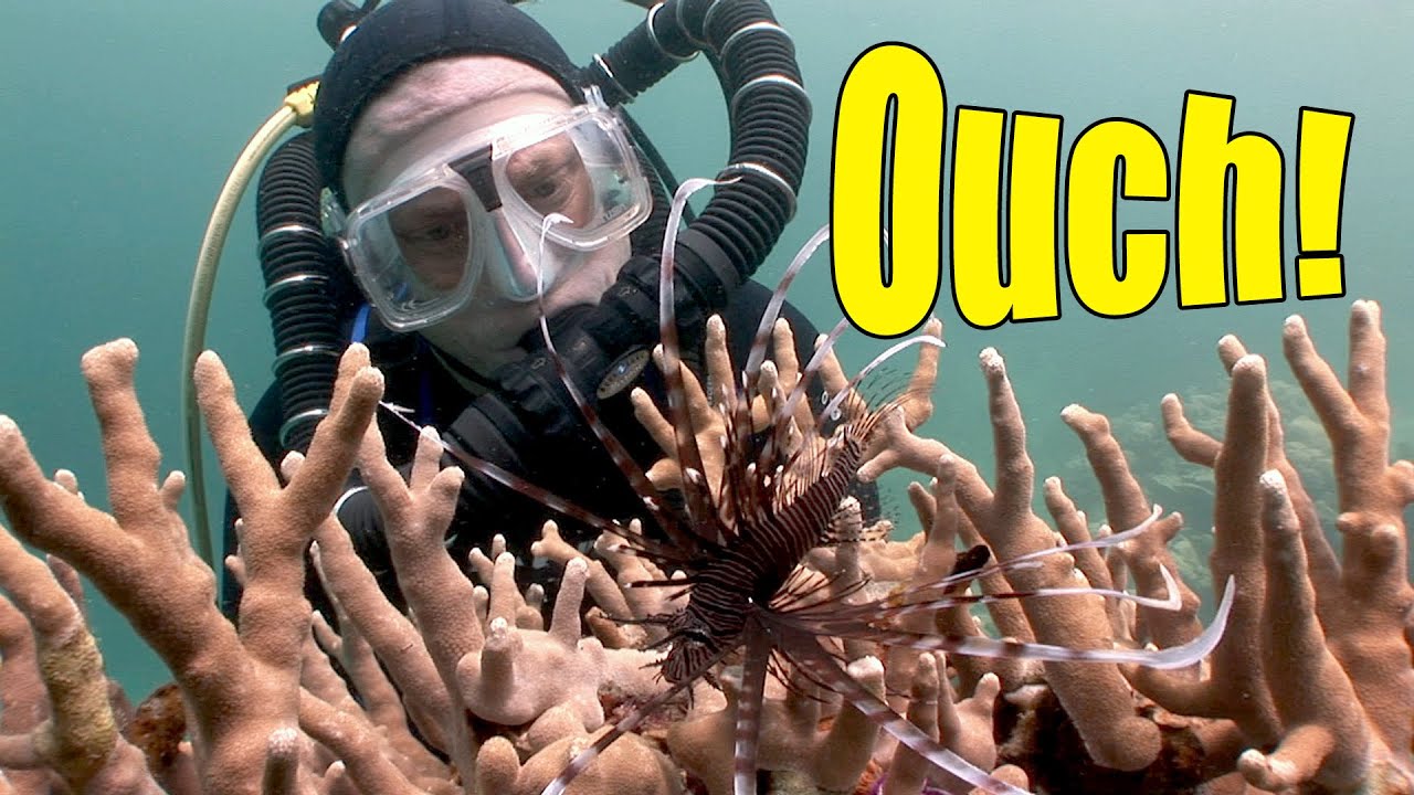 Venomous Fish (HD) | JONATHAN BIRD'S BLUE WORLD - YouTube