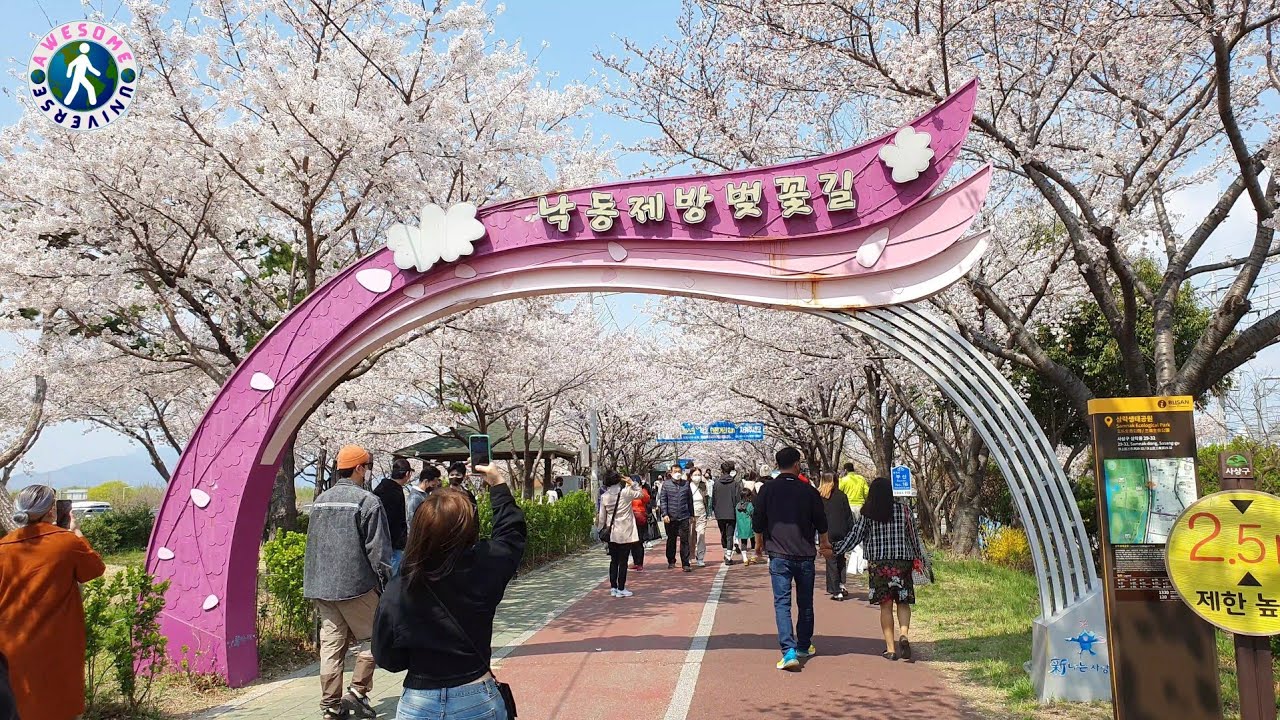 [4K UHD] Most beautiful Cherry Blossom in Busan Korea-Nakdong River ...