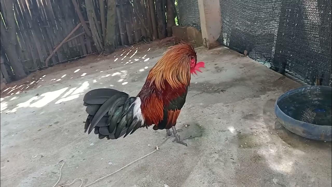 13 (10)mes nyuam qaib f2 khav kawg lawm nawb yiam nug tau nawb. 2024 - YouTube