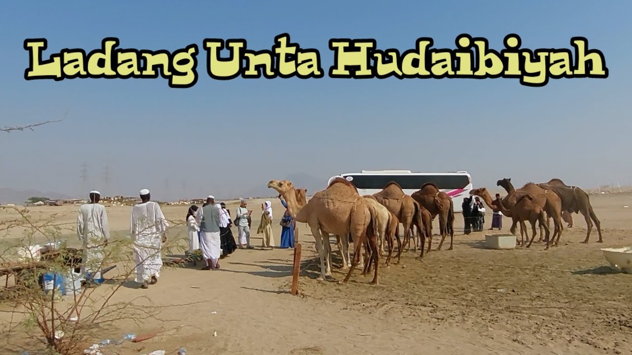 PETERNAKAN UNTA DI HUDAIBIYAH YANG WAJIB DIKUNJUNGI JAMA'AH - YouTube
