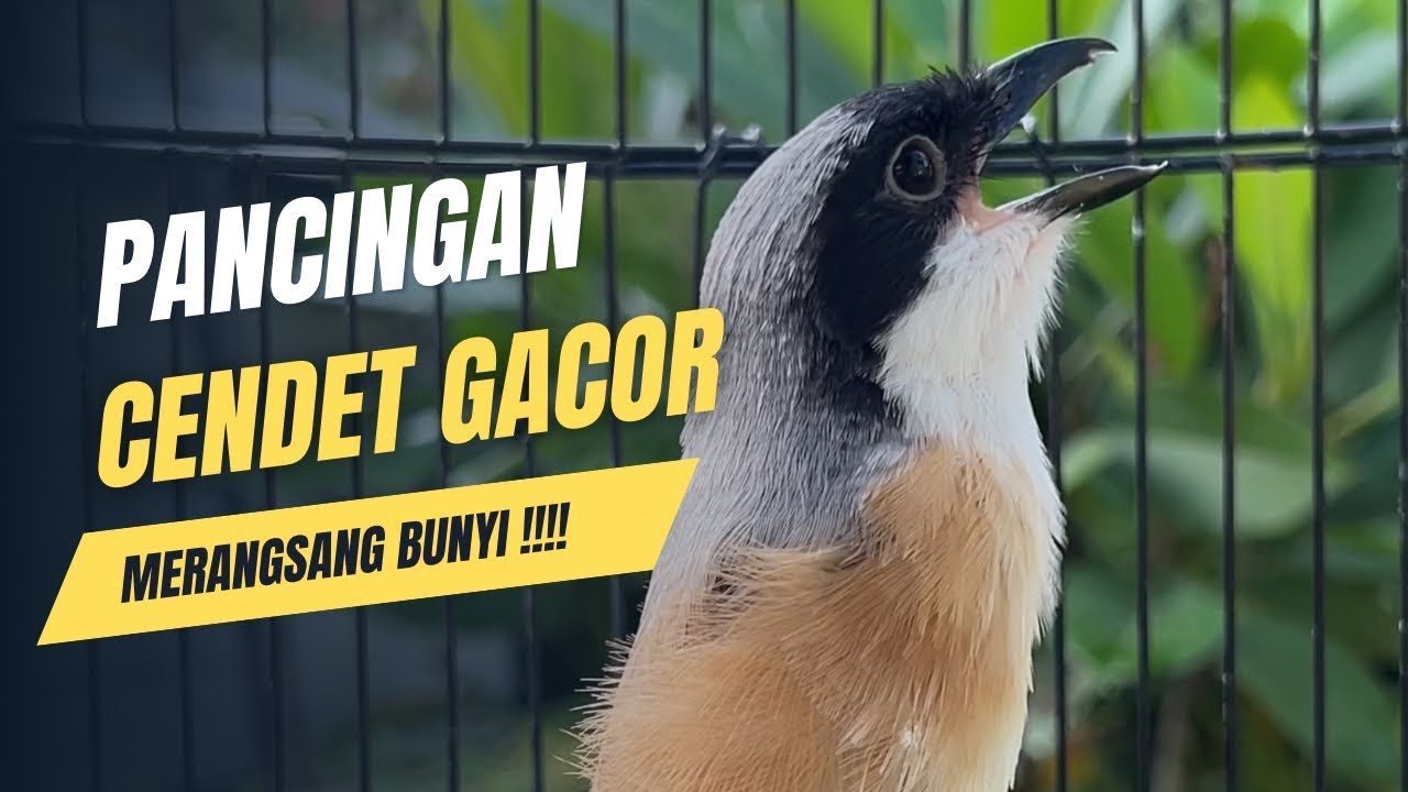 Pancingan burung cendet gacor - YouTube