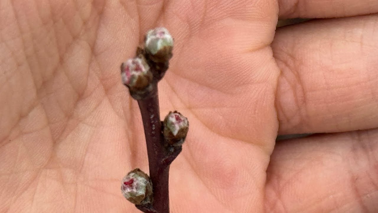 2024 Peach Growing Season Part 1: Bud swell begins! - YouTube