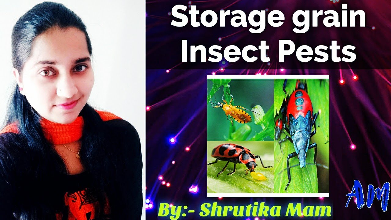 🎯🎯 Storage Grain Insect Pests || For AFO, FCI AGM & NABARD Exams | By ...