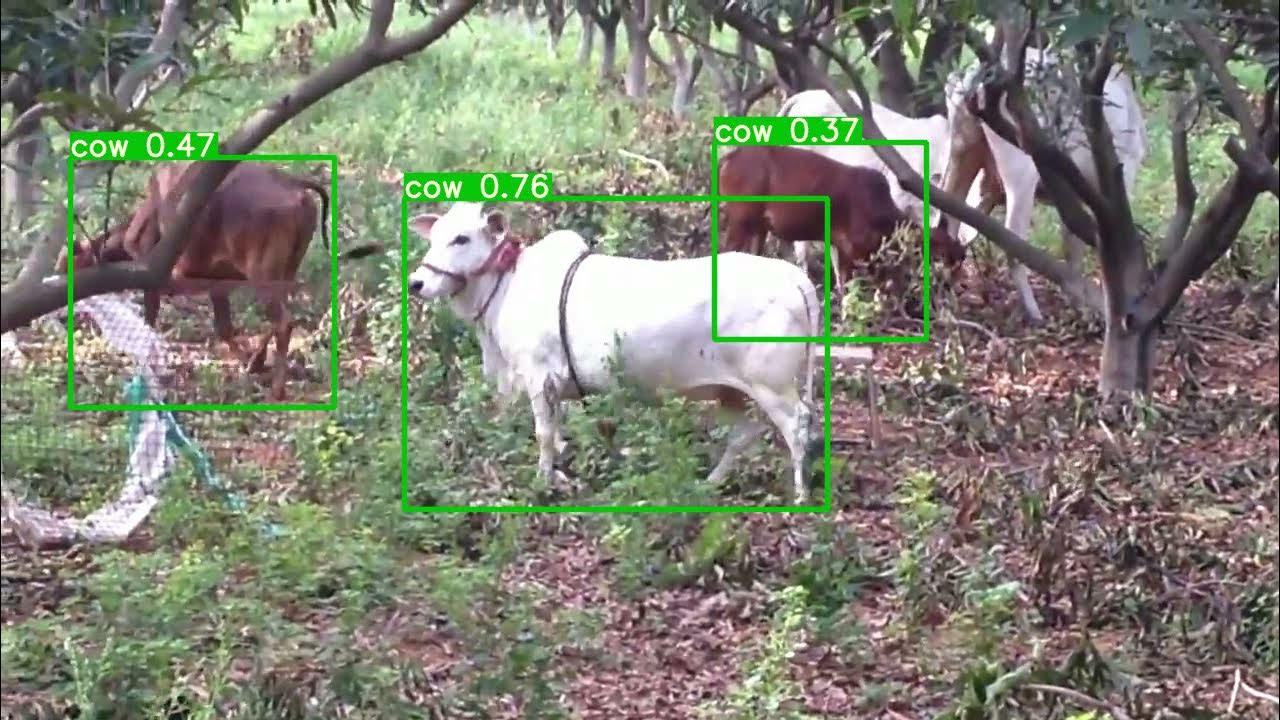 Animal detection using Yolo_v3 object detection model - YouTube