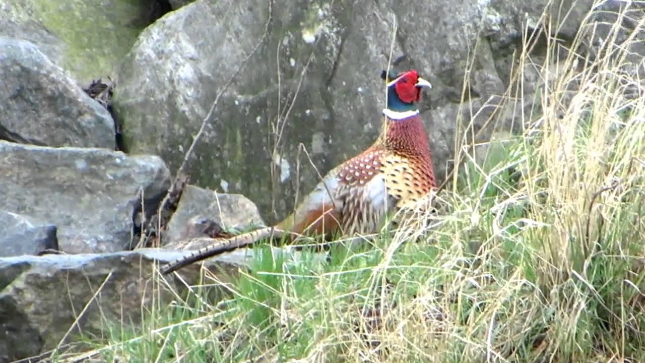 Common pheasant climbing a pile of rocks - YouTube