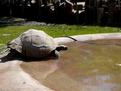 Swim Tortoise, Swim! - YouTube