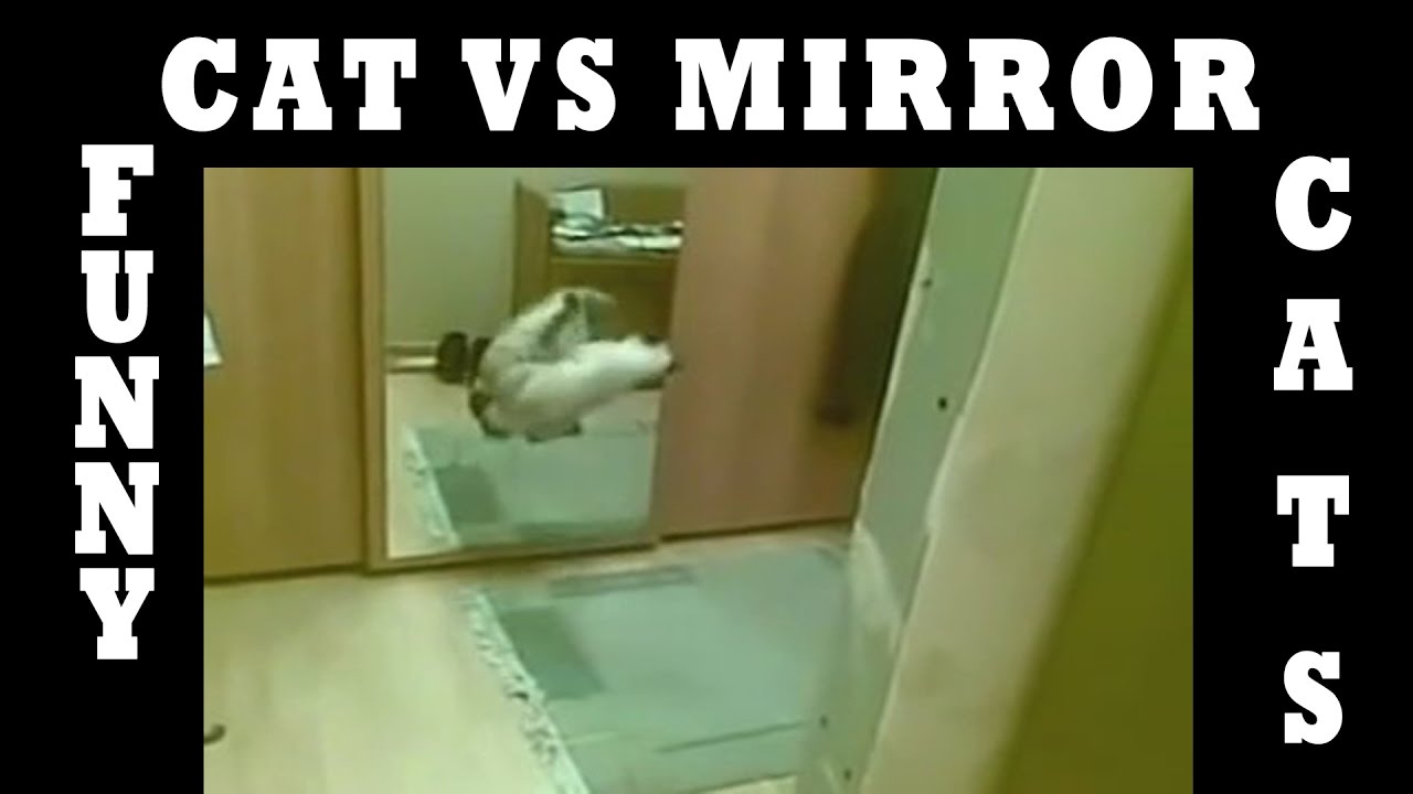 FUNNY CAT SEEING HIMSELF IN THE MIRROR - Cute Cat Compilation - YouTube