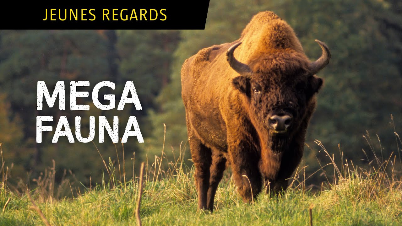 Mégafauna - Bande annonce Youtube - YouTube