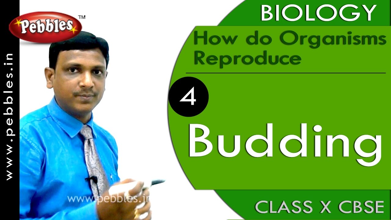 Budding |How do Organisms Reproduce |Biology |CBSE Class 10 Science ...