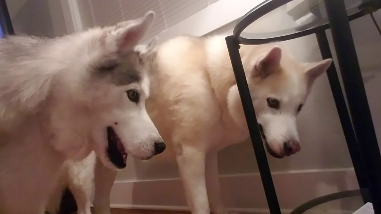 Dogs Responding to Alexa - YouTube