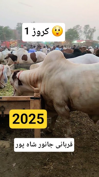 shah pur kanjra qurbani janwar eid ul izha 2025 - YouTube