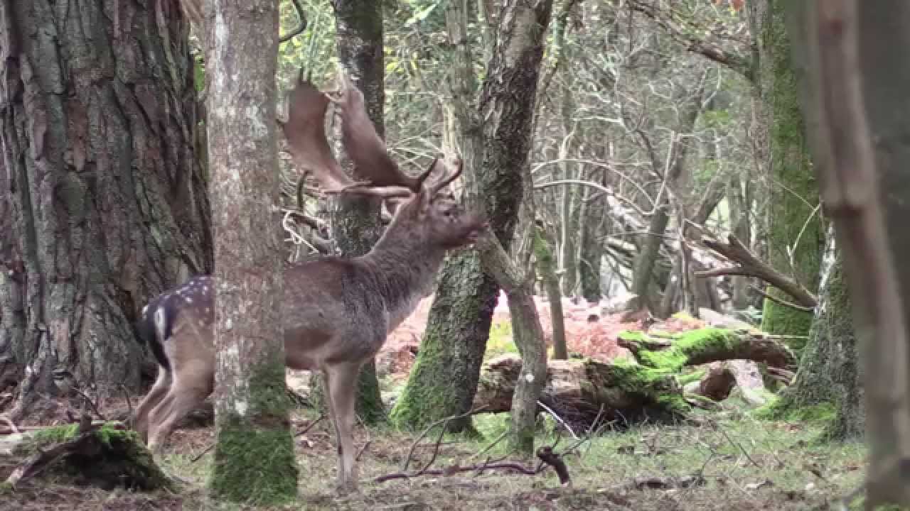 New Forest Fallow Deer - YouTube