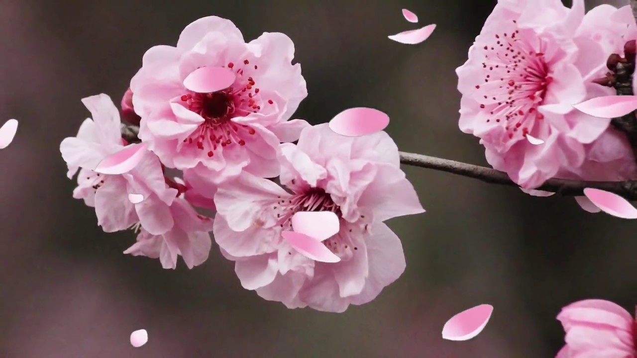 Peaceful Relaxing Instrumental Music, Healing Peaceful Music "Blossoms ...