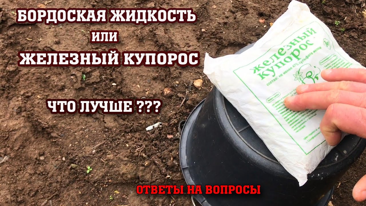 Бордоская жидкость или железный купорос? Что лучше? - YouTube