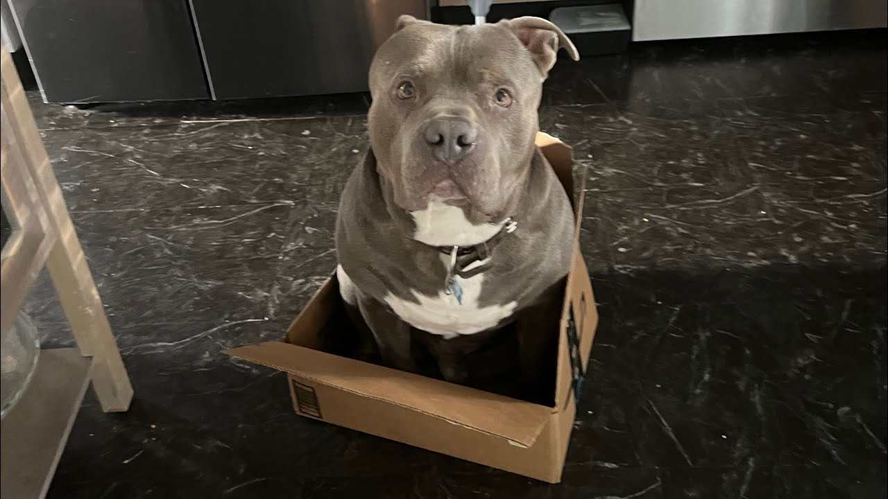 Adorable Staffy puts himself inside a box.🤣 - YouTube