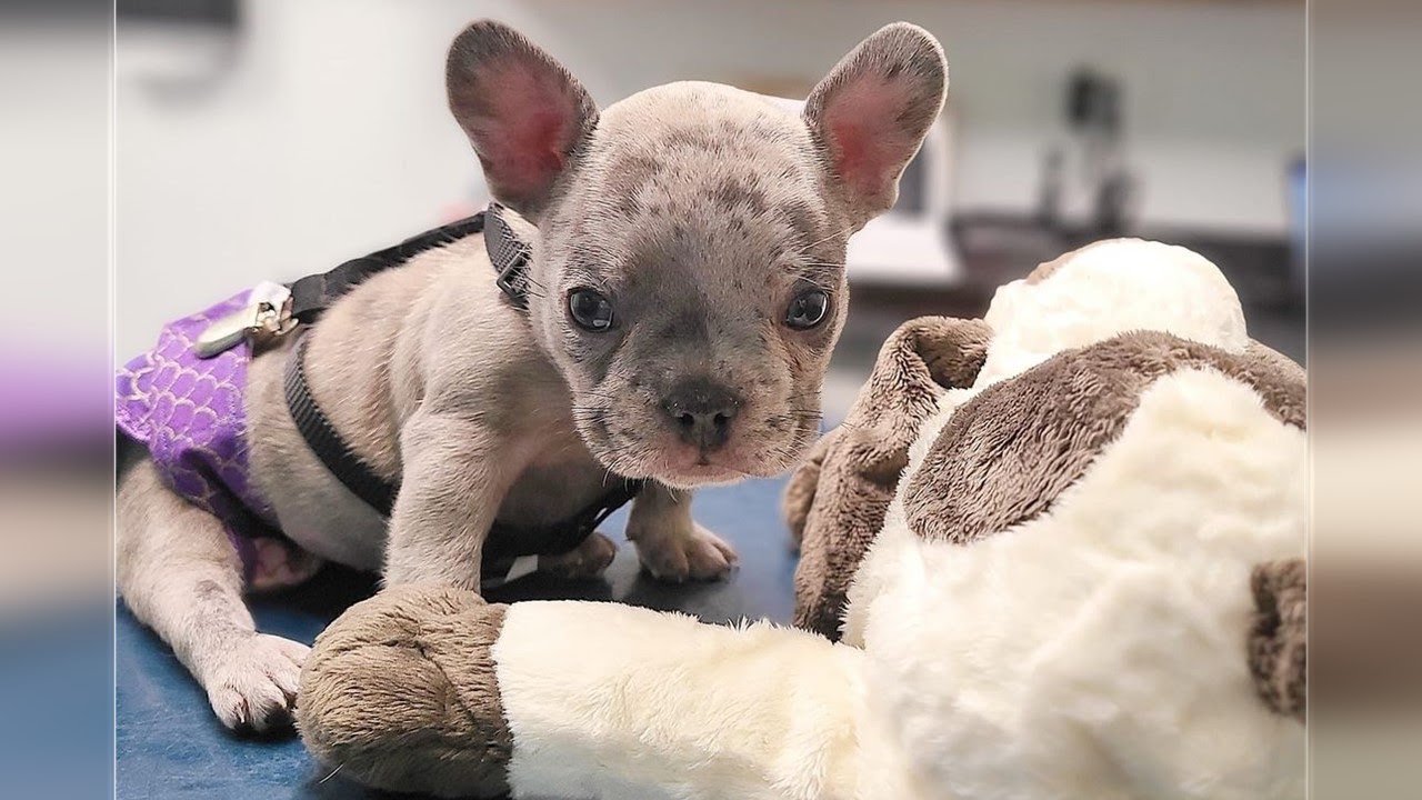 Tiny Frenchie Was Paralyzed but Won't Stop her Zooming - YouTube