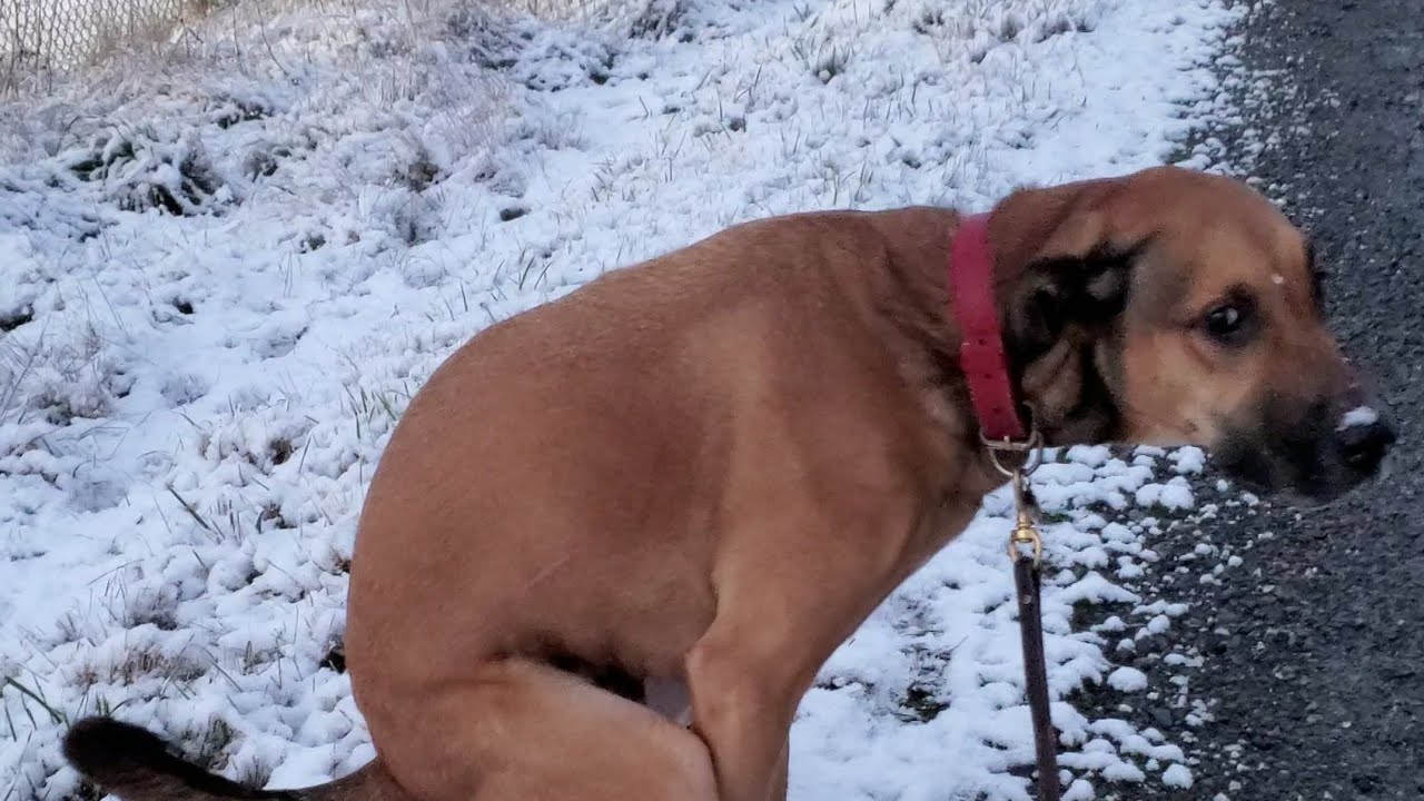 1/11/2024 - Walking the dog with Emmett the dog - YouTube