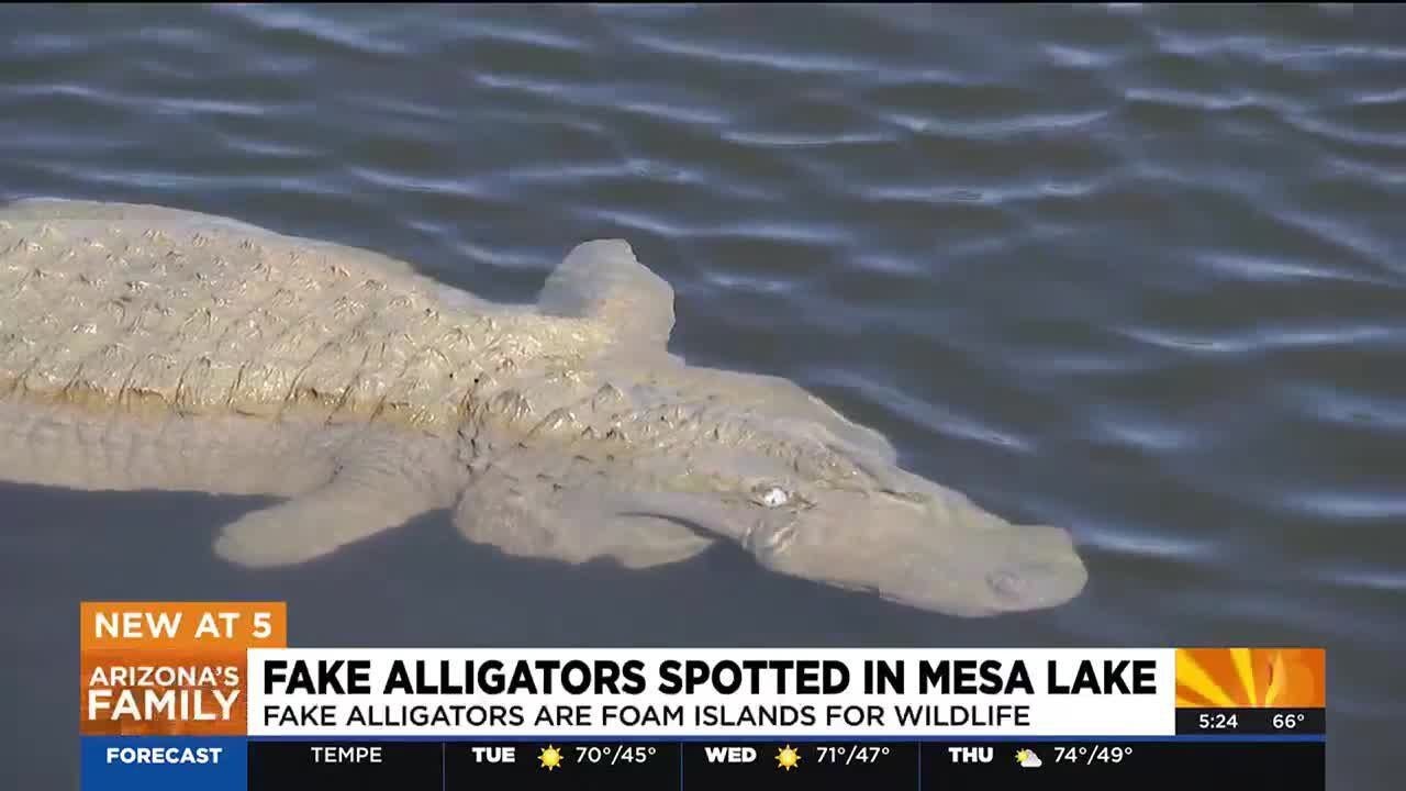Fake alligators create worry at Mesa lake - YouTube