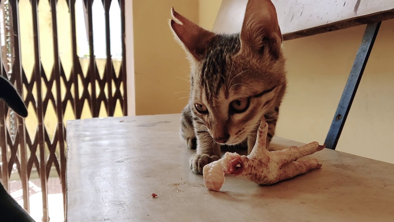 It s My Food Buddy YouTube it-s-my-food-buddy-youtube
