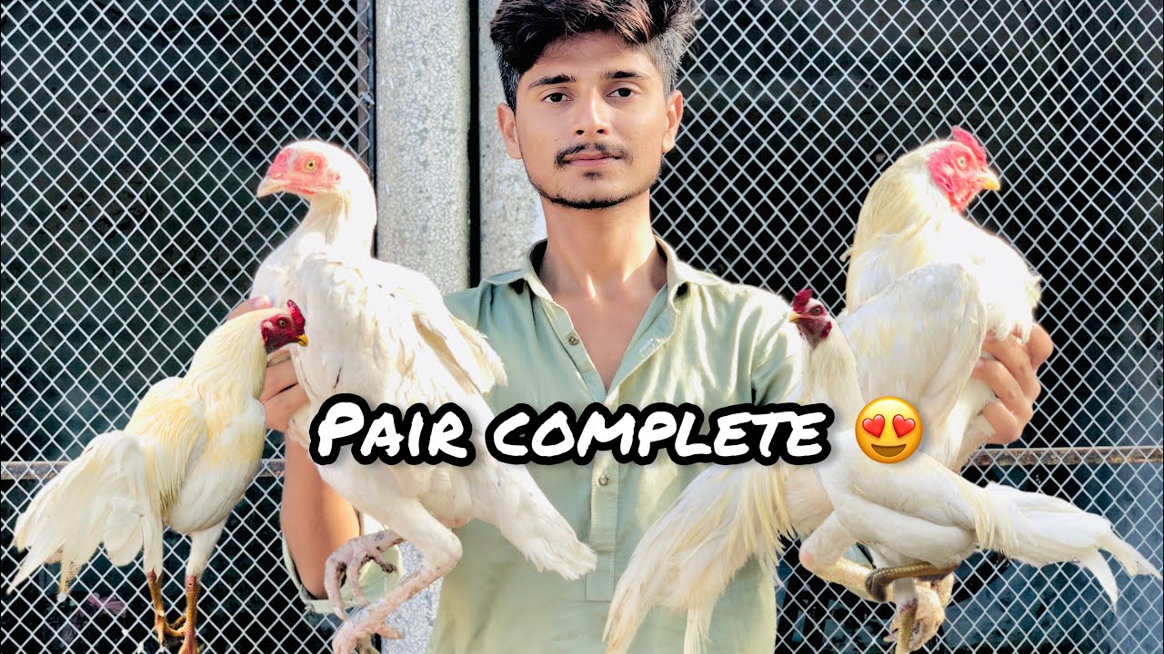 Heera murga| White Heera Murga Ka Pair Bi Lga Dia 😍| - YouTube