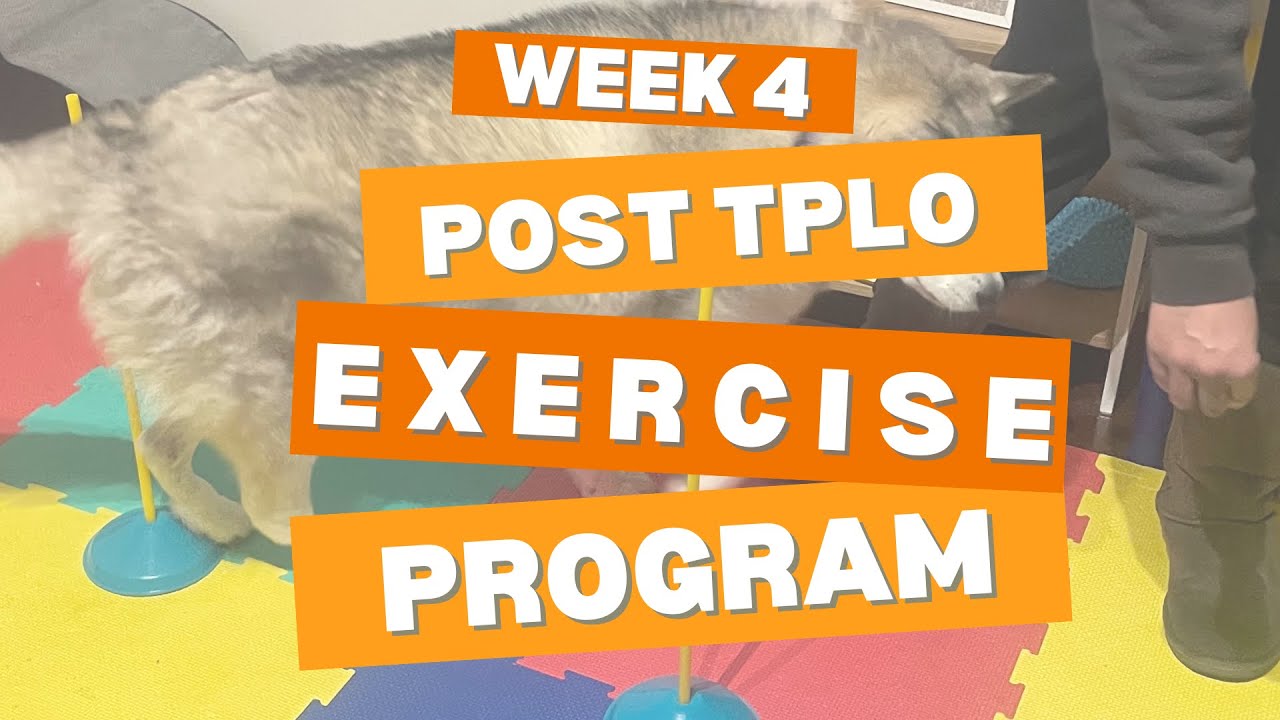 Week 4 post TPLO - Freja's Journey - YouTube