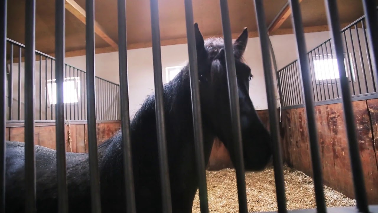 face brown horse in a stables in cage competition nature ride stallion ...