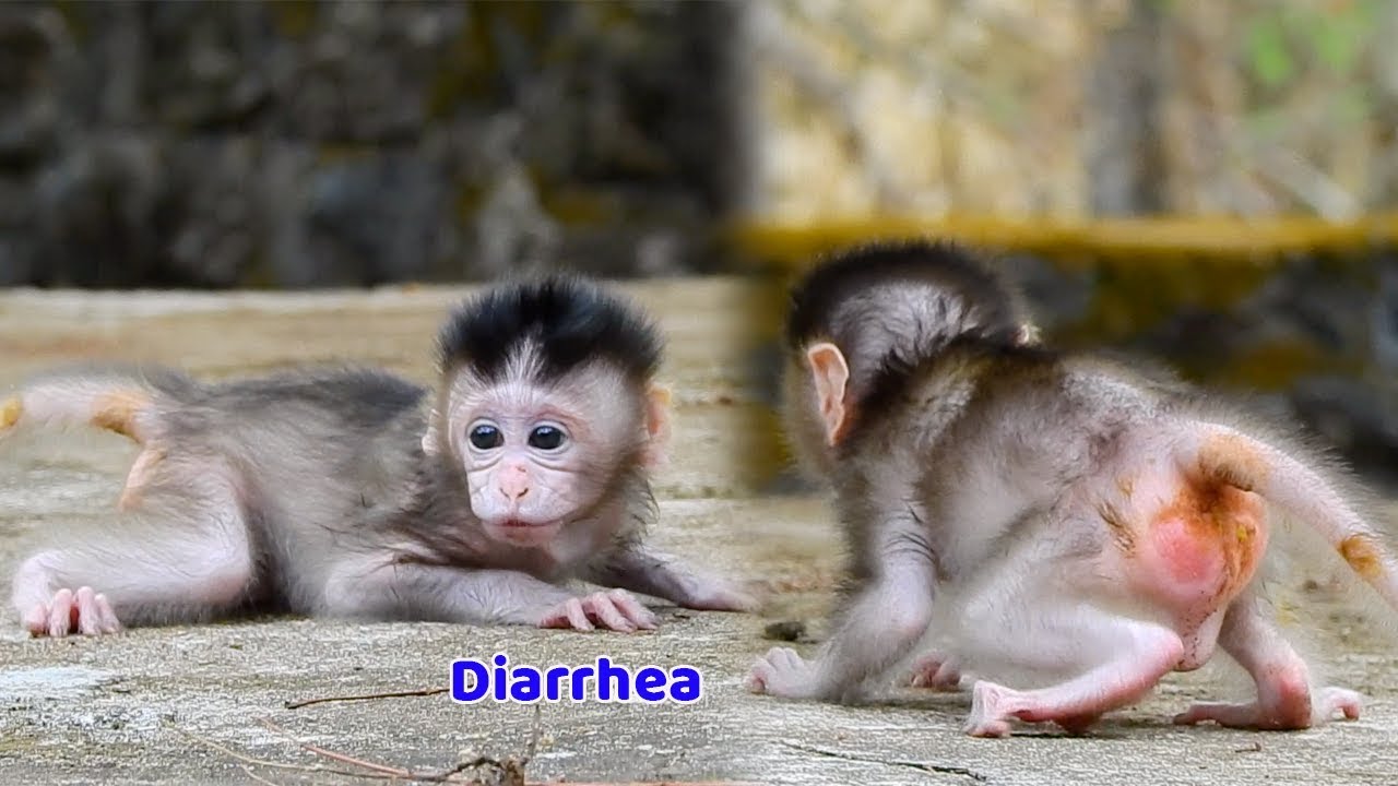 Very pity orphan Sabrina Diarrhea before bring to WLA - Poor baby ...