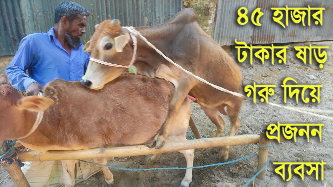 ৪৫ হাজার টাকায় ষাড় গরু কিনে প্রজনন ব্যাবসা দেখুন বিস্তারিত। Cow ...