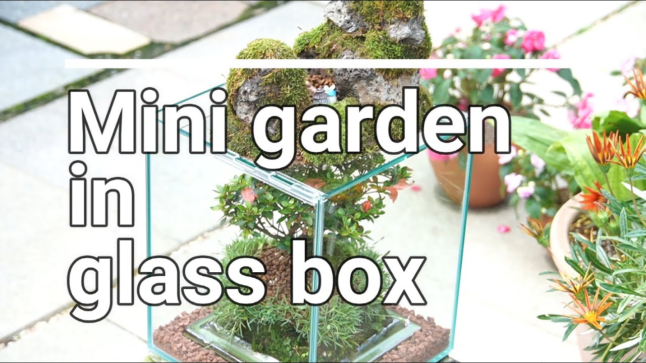 [🌸Plant] 🌸Mini garden in a glass box.🌸 - YouTube