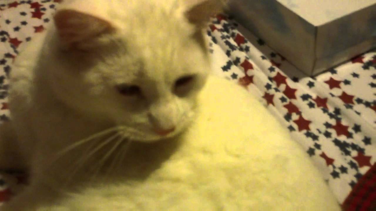 Chat TRES énervé - YouTube