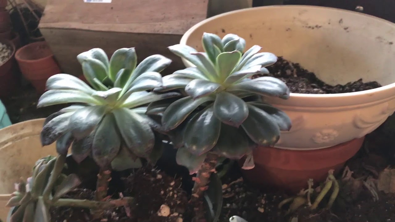 Edema In Succulents. What It Can Look Like And What Causes It - YouTube