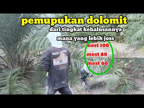 MANFAAT DOLOMIT MEST 100, MEST 80 ,MEST 60 !!!! MANA YANG LEBIH JOSS🔥 ...