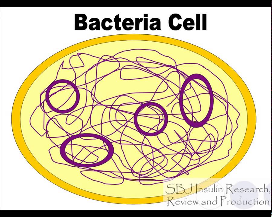 Genetic Engineering Animation - YouTube