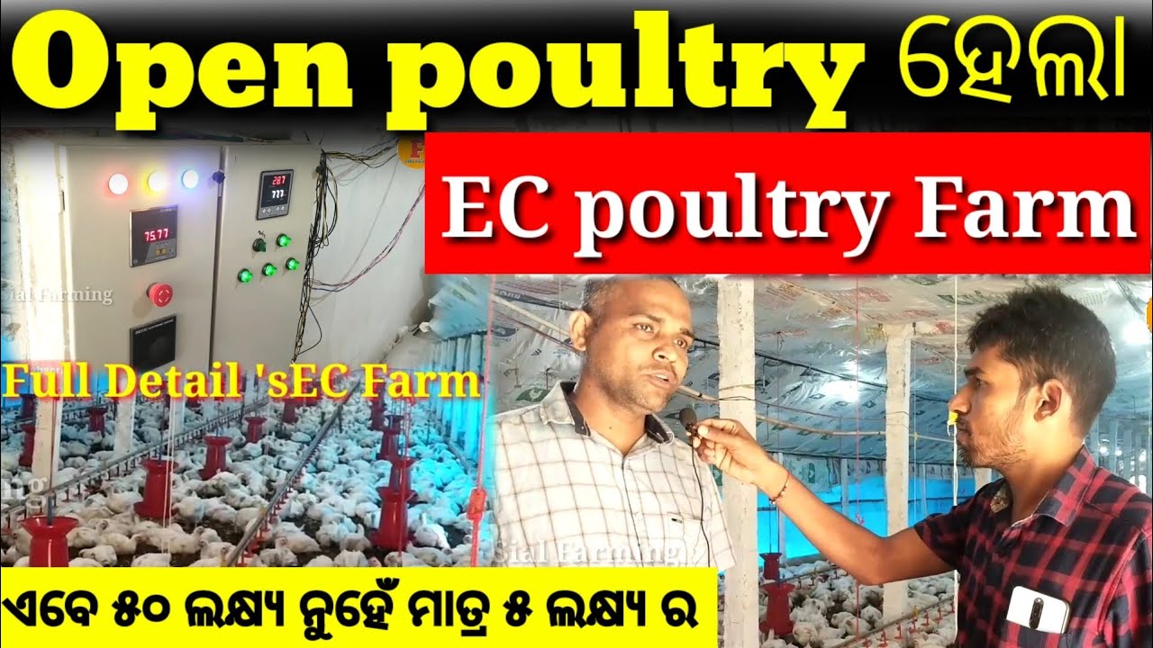 Open poultry ଫାର୍ମ ହେଲା EC poultry farm/ କେଁଉ ଫାର୍ମର ଅଧିକ ଲାଭ ?/How to ...