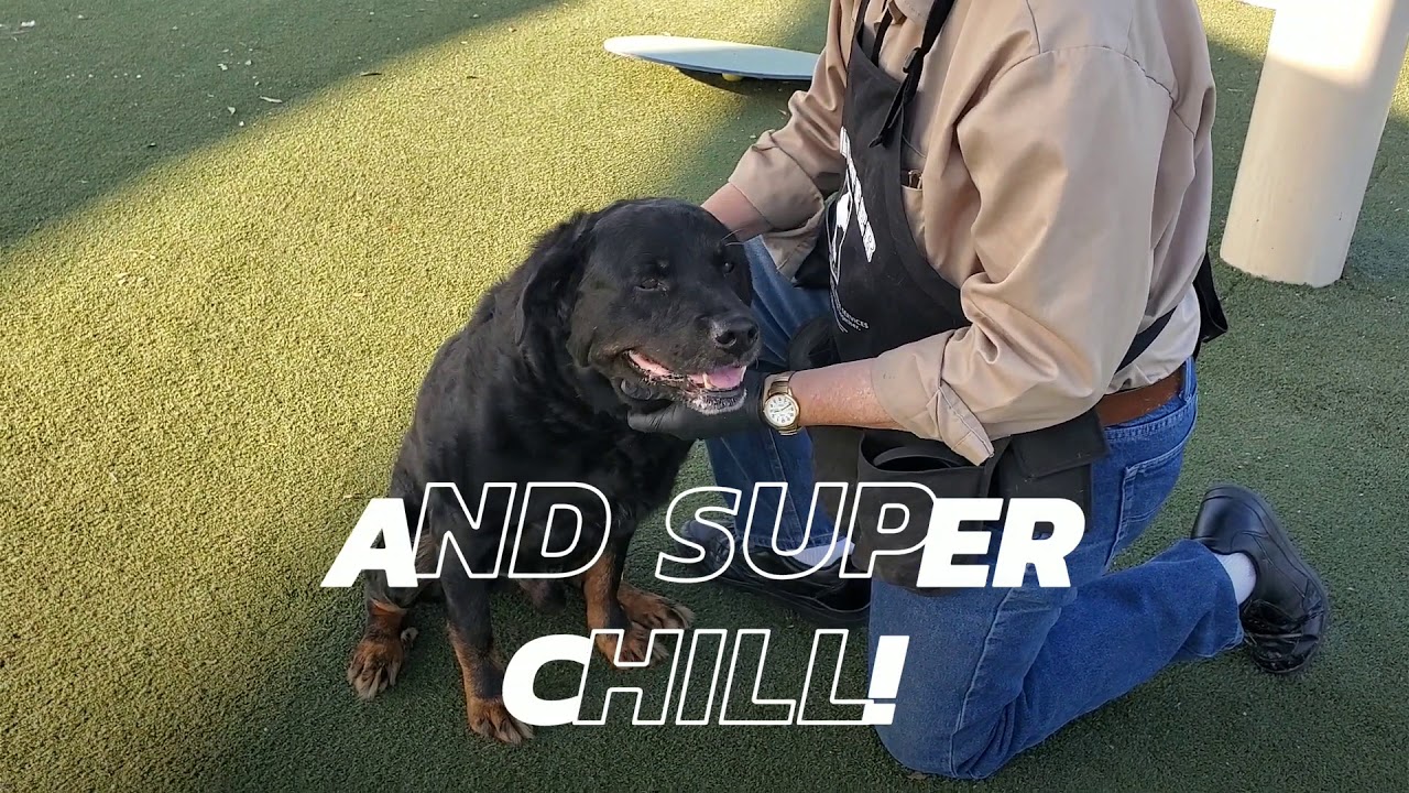 Bowman is one of the most easy-going dogs we've ever met! - YouTube