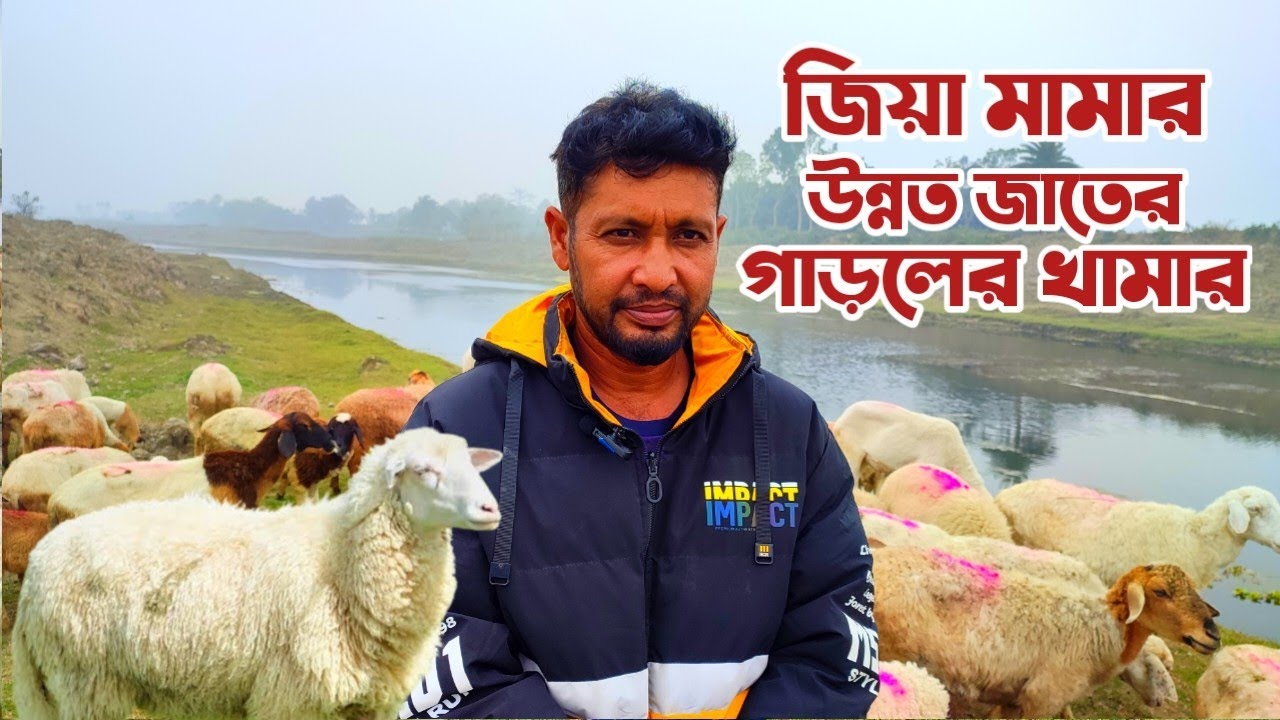 ৯২৭ - জিয়া মামার উন্নত জাতের গাড়লের খামার দেখুন - গাড়ল - Garol ...