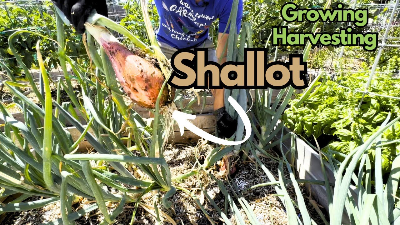 How to Grow Shallots: From Planting to Harvest! // Growing Guide for ...