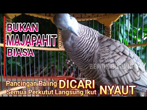 Perkutut MAJAPAHIT GACOR DAN FIGHTER Suara Bikin Burung Lain Ikut Manggung