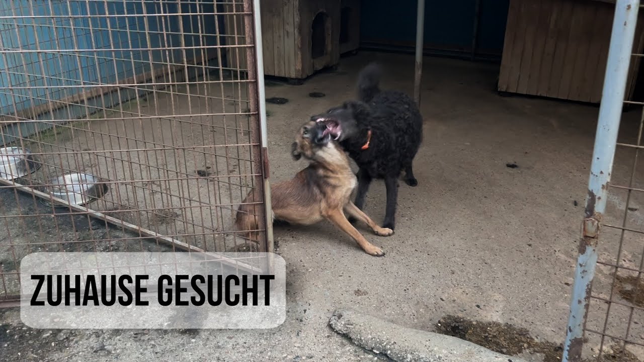 😍🐾 Süße Freundschaft in Tierheim Neverland | Stray Dogs Bosnien e.V ...