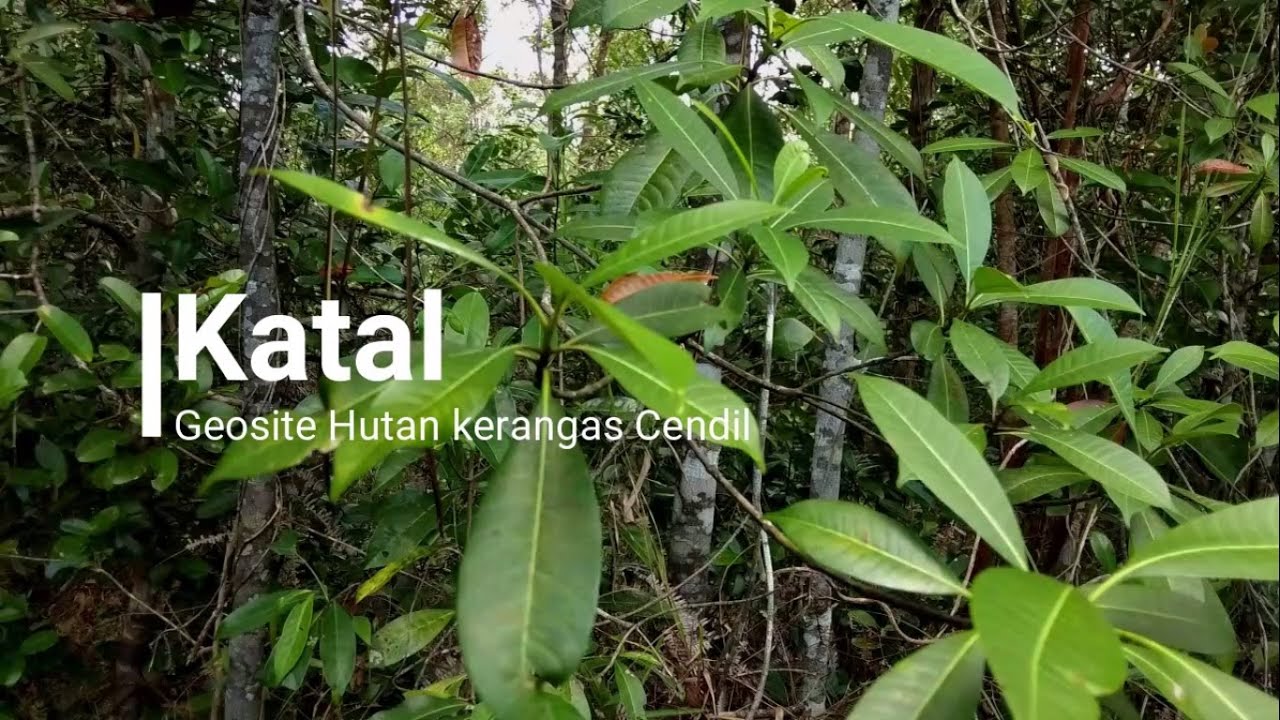 Flora Info: Katal | Geosite Hutan Kerangas Cendil - YouTube