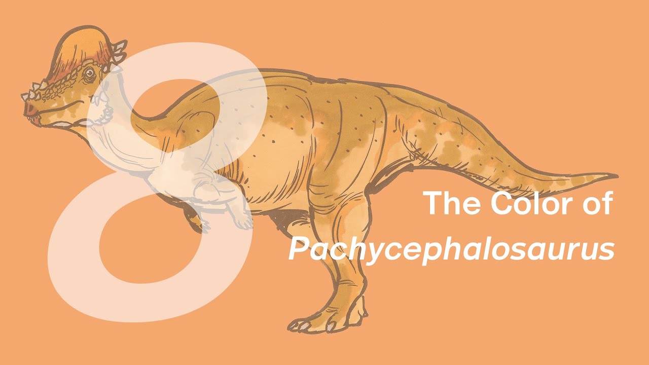 Austin the Pachycephalosaurus 8: The Color | Learn to Draw Dinosaurs ...