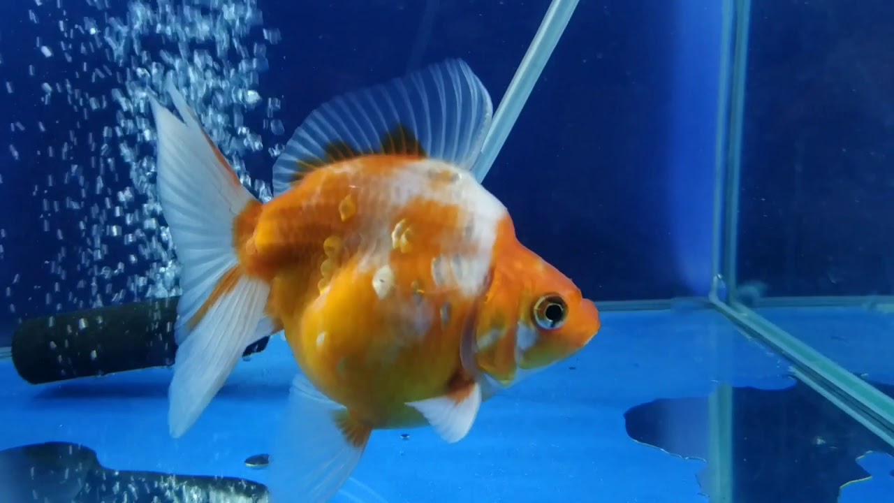 Ikan Mas Koki Ikan Hias Ryukin Sakura 10-12 cm Aquascape IKANESIA ...