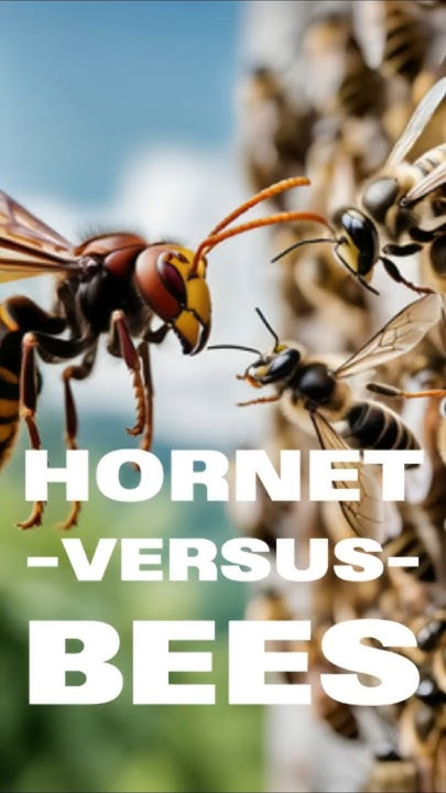 Hornet and Bees Face Off in an Epic Showdown! - YouTube