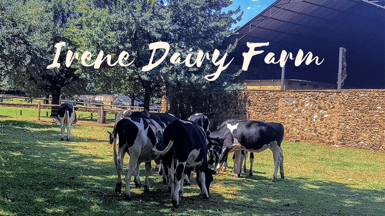 Irene Dairy Farm, South Africa - YouTube