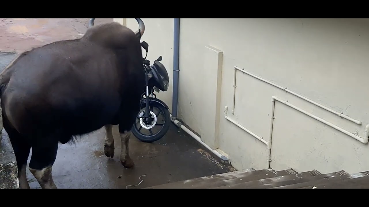 Wild Bison Jumping Wall | Indian Gaur Jumping Wall - YouTube