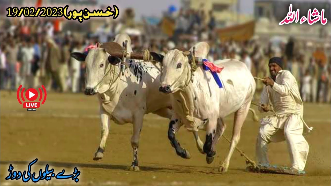 Bull Race in Pakistan 2023 | Mansoor Video Swabi - YouTube