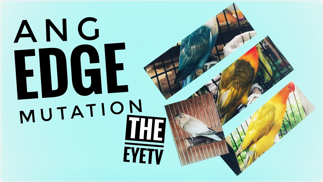 Ang Edge Mutation (Usapan Ibon Vlog 051) - YouTube