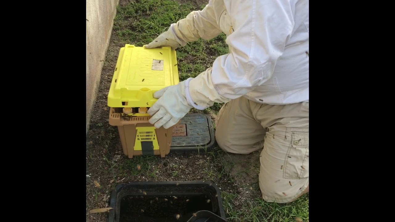 Swarm Hive in Water Meter - YouTube