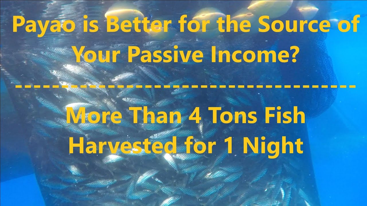 More Than 4 Tons of Fish Harvested for One Payao _ Ep4 (But Test ...