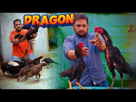 Dragon Aseel Hen + Indonesia Ayam Cemani Murga Breeding Farm in Lahore ...